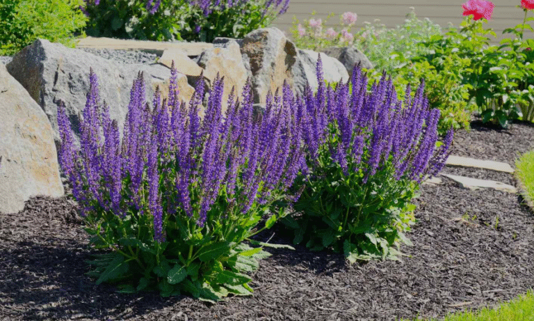 29 Longest Flowering Perennials - (Identification Guide, With Pictures ...