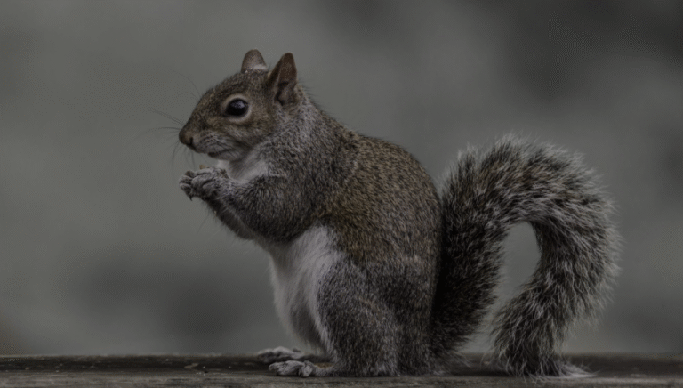 32 Types of Squirrels And Where They're Found - AMERICAN GARDENER