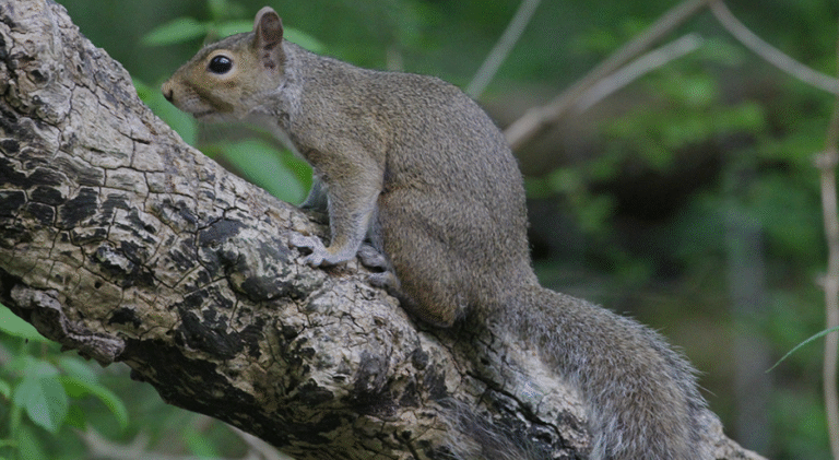 32 Types of Squirrels And Where They're Found - AMERICAN GARDENER