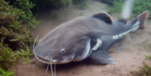 28 Types of Catfish Species – Identifying Characteristics & With ...