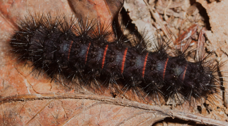 Giant Leopard Moth Caterpillar (Hypercompe scribonia): Identification ...