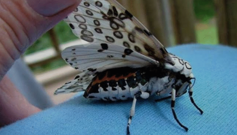 Giant Leopard Moth Caterpillar (Hypercompe scribonia): Identification ...