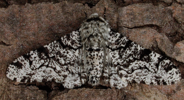 Peppered Moth (Biston betularia): Identification & Life Cycle ...
