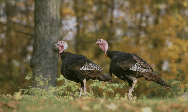 12 Common Types of Wild Turkeys - (With Pictures) - AMERICAN GARDENER