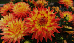 24 Flowers That Look Like Fire and Flames - AMERICAN GARDENER