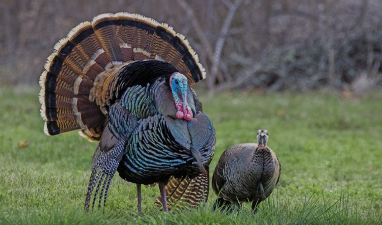 Eastern Wild Turkey (Meleagris gallopavo silvestris) - AMERICAN GARDENER