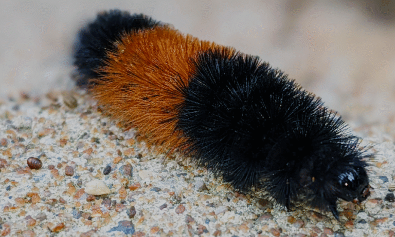 Woolly Bear Caterpillar (Pyrrharctia isabella): Identification, Life ...