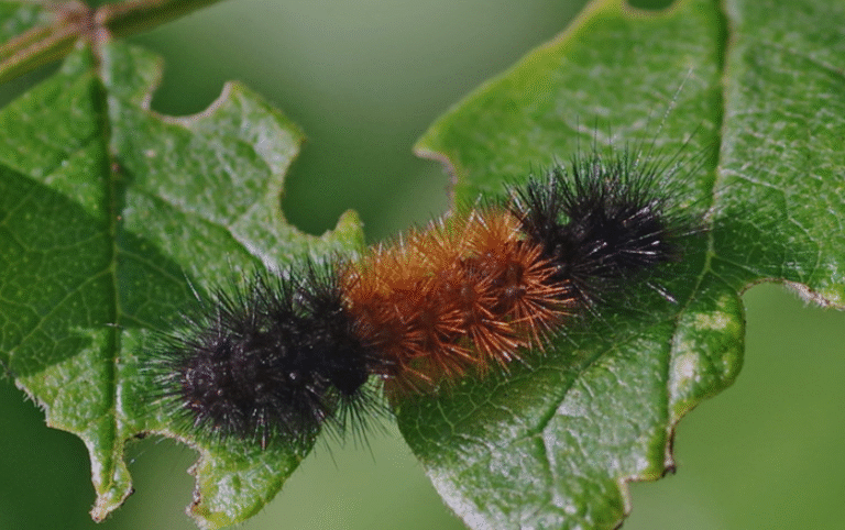 Woolly Bear Caterpillar (Pyrrharctia isabella): Identification, Life ...