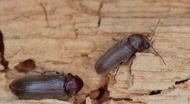21 Types of Insects That Eat Wood - AMERICAN GARDENER
