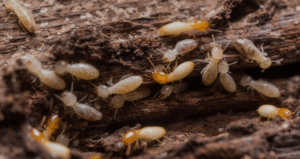 21 Types of Insects That Eat Wood - AMERICAN GARDENER