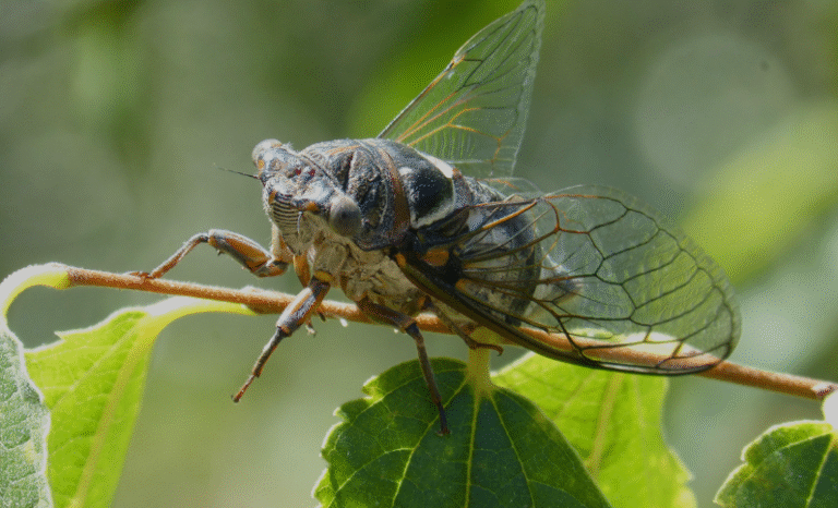 16 Types of Insects That Make Noise at Night - AMERICAN GARDENER