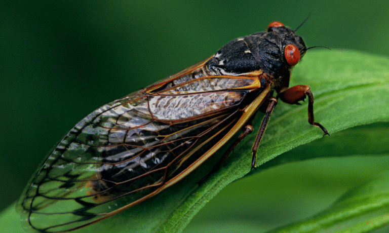 16 Types of Insects That Make Noise at Night - AMERICAN GARDENER