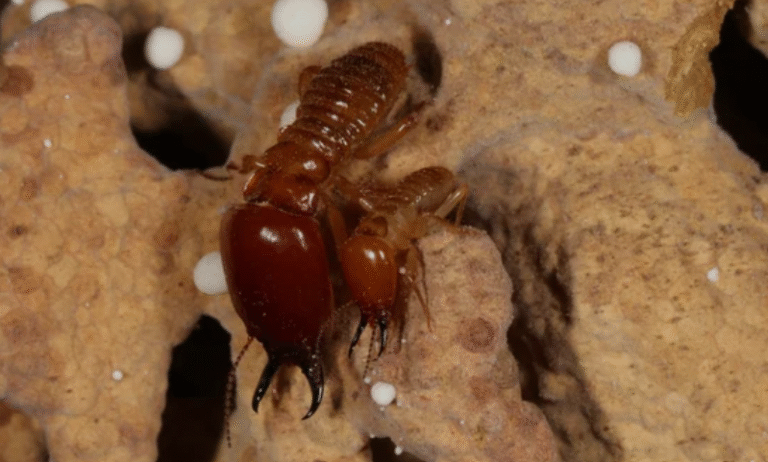 18 Types of Insects That Form Colonies - AMERICAN GARDENER