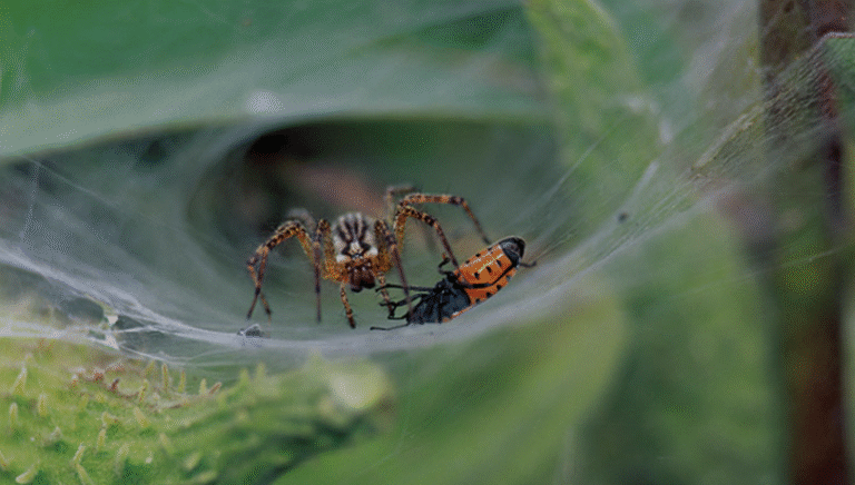 14 Spiders That Make Funnel Webs – Identification Guide - AMERICAN GARDENER