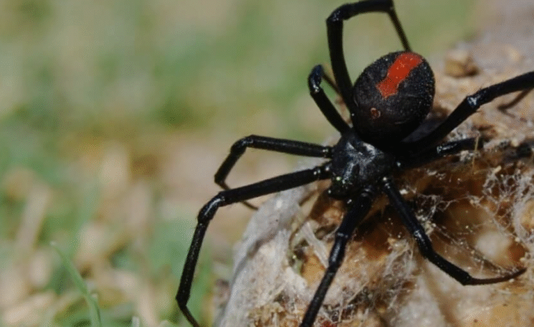 21 Spiders That Look Like Black Widow Spider - AMERICAN GARDENER