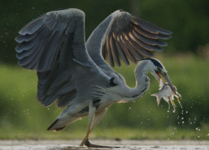 38 Birds That Eat Fish – Identification Guide - AMERICAN GARDENER