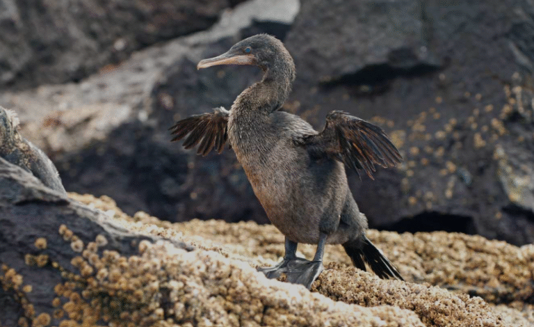 28 Birds That Can’t Fly (Description, Facts, & Photos) - AMERICAN GARDENER