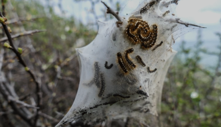 20 Caterpillars That Make Webs In Trees