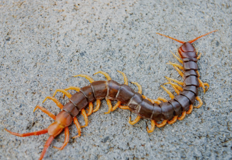 17 Types of Centipedes (With Pictures) - AMERICAN GARDENER