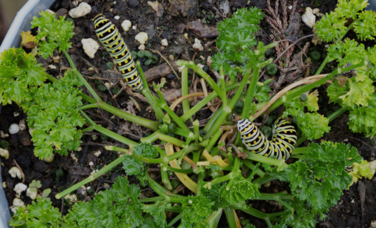 21 Pests And Caterpillars That Eat Parsley - AMERICAN GARDENER