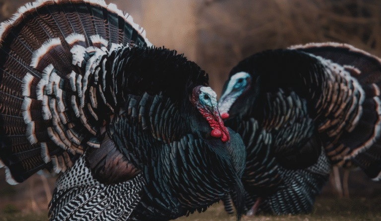 Merriam’s Wild Turkey (Meleagris gallopavo merriami) - AMERICAN GARDENER