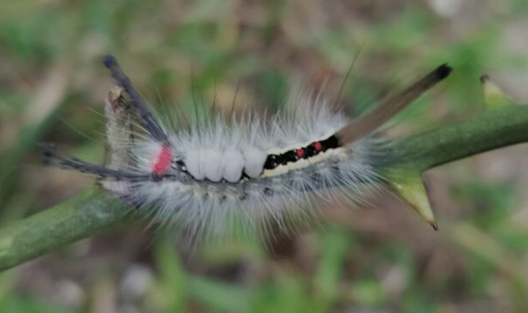 24 Common Caterpillars That Sting -(Description, Facts, & Photos ...