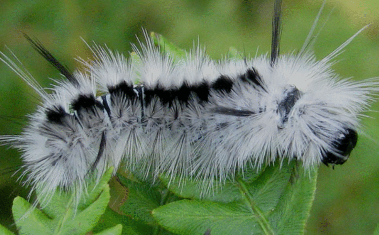 24 Types of Moth Caterpillars (Caterpillars That Turn Into Moths ...