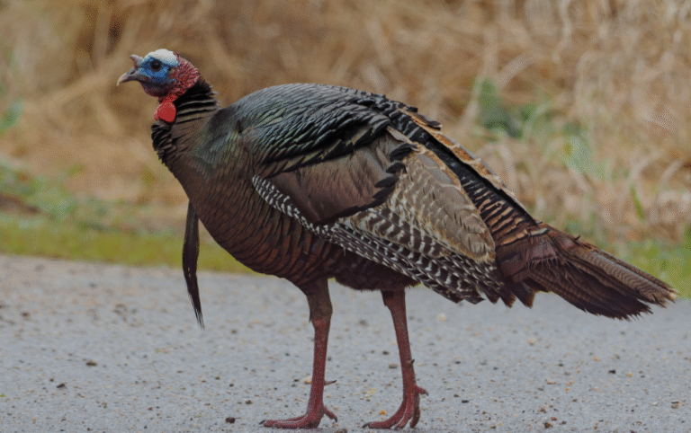 Gould’s Wild Turkey (Meleagris gallopavo mexicana) - AMERICAN GARDENER