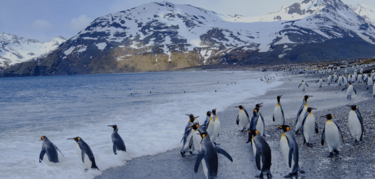 29 Types of Penguins - (Description, Facts & Photos) - AMERICAN GARDENER