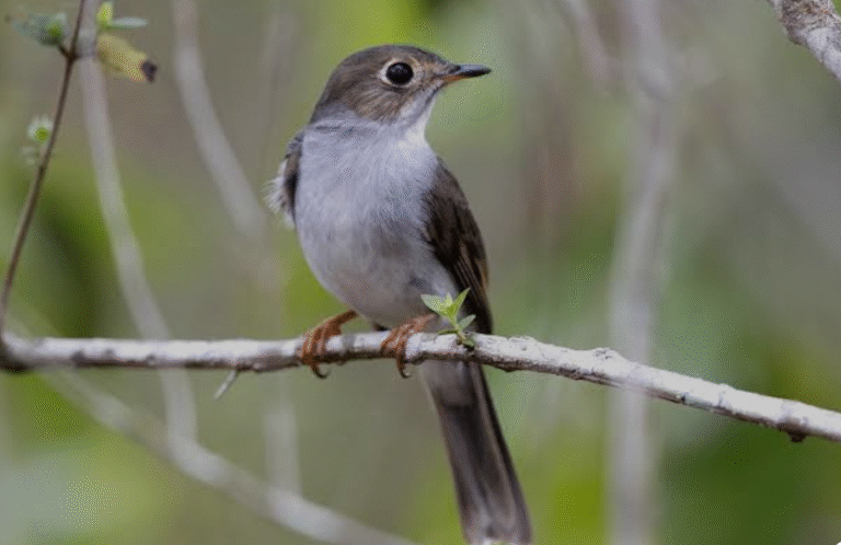 34 Birds That Whistle - (Identification Guide) - AMERICAN GARDENER