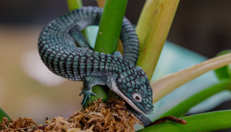 30 Lizards that You Can Have as Pets – (Identification Guide ...