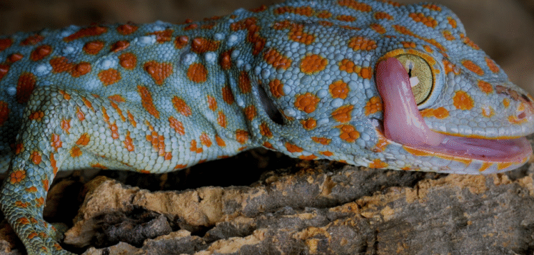 30 Lizards that You Can Have as Pets – (Identification Guide ...