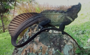10 Lizards that Look Like Godzilla – (Identification Guide) - AMERICAN ...
