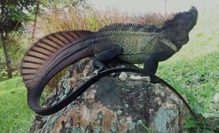 10 Lizards that Look Like Godzilla - (Identification Guide) - AMERICAN ...