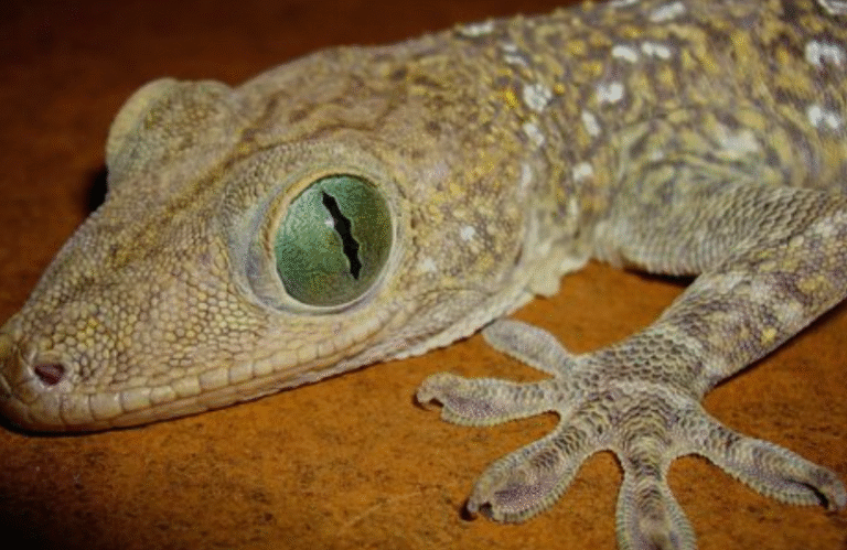 14 Lizards With Big Eyes - (Identification, With Pictures) - AMERICAN ...