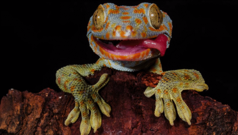 14 Lizards With Big Eyes - (Identification, With Pictures) - AMERICAN ...