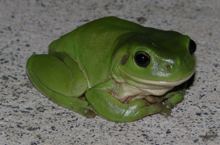 25 Types of Tree Frogs - (Identification, With Picture) - AMERICAN GARDENER