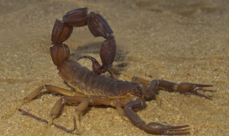21 Scorpions that Live in the Desert – (Identification, With Pictures ...
