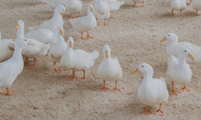 21 Types of White Duck Breeds – (Identification, With Pictures ...