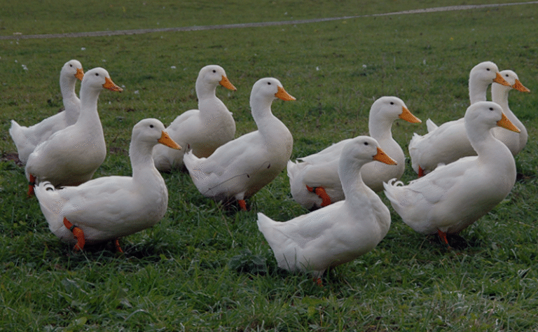21 Types of White Duck Breeds - (Identification, With Pictures ...