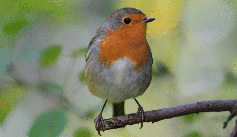 40 Types of Robin Birds- (Identification, With Pictures) - AMERICAN ...