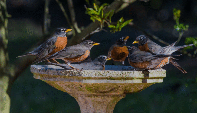 40 Types of Robin Birds- (Identification, With Pictures) - AMERICAN ...