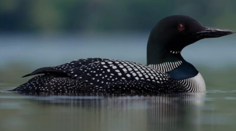 16 Ducks That Look Like Loons – (Identification, With Pictures ...
