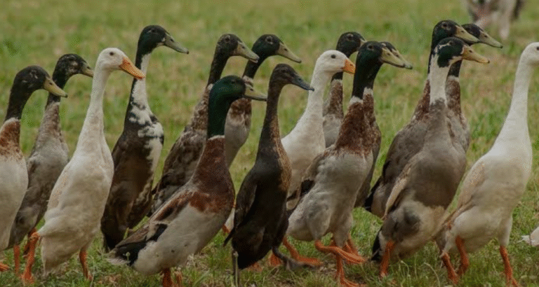 21 Types of Ducks With Long Necks – (Identification, With Pictures ...
