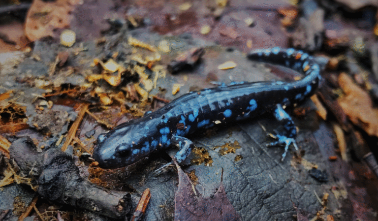51 Types of Salamanders - (Identification, With Pictures) - AMERICAN ...