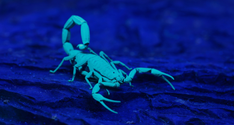 12 Scorpions that Glow in the Dark – (Identification, With Pictures ...