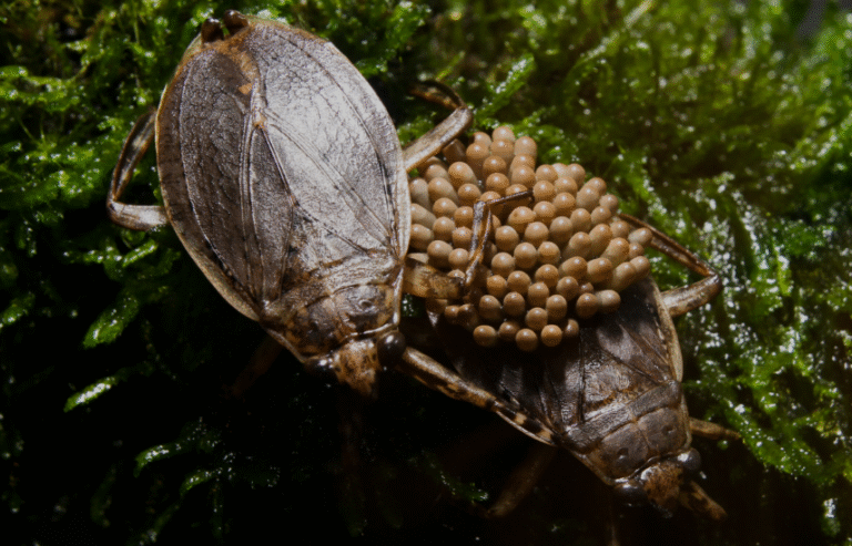32 Common Types of Water Bugs – (Identification, With Pictures ...