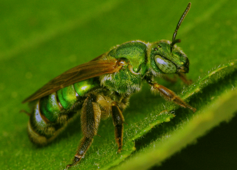 21 Types of Green Bees - (Identification, With Pictures) - AMERICAN ...
