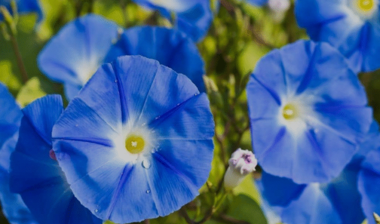 75 Naturally Blue Flowers - (Identification Guide, With Pictures ...