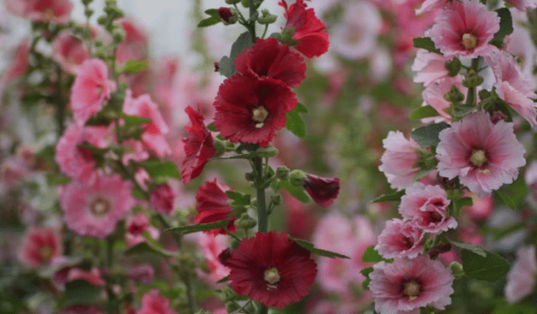 How to Grow and Care for Hollyhocks (Alcea rosea) - AMERICAN GARDENER